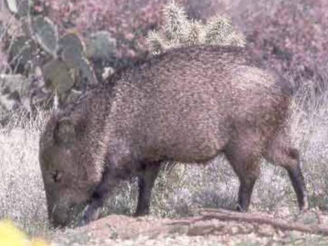 9 javelinas euthanized after 2 attacks in Fountain Hills - ABC15 Arizona
