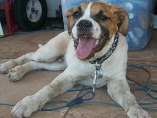 VIDEO: 10 things you need to know about jumping cholla - ABC15 Arizona