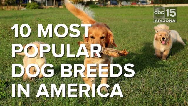 VIDEO: 10 most popular dog breeds in America - ABC15 Arizona