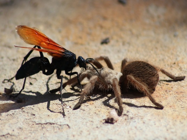 VIDEO: 10 things you need to know about tarantula hawk wasps - ABC15 ...
