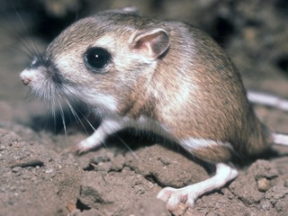 VIDEO: 7 weird things you want to know about kangaroo rats - ABC15 Arizona