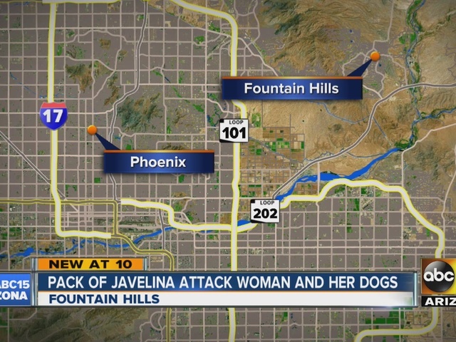 Woman treated after javelina attack in Fountain Hills - ABC15 Arizona