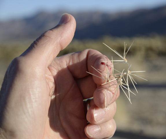 VIDEO: 10 things you need to know about jumping cholla - ABC15 Arizona