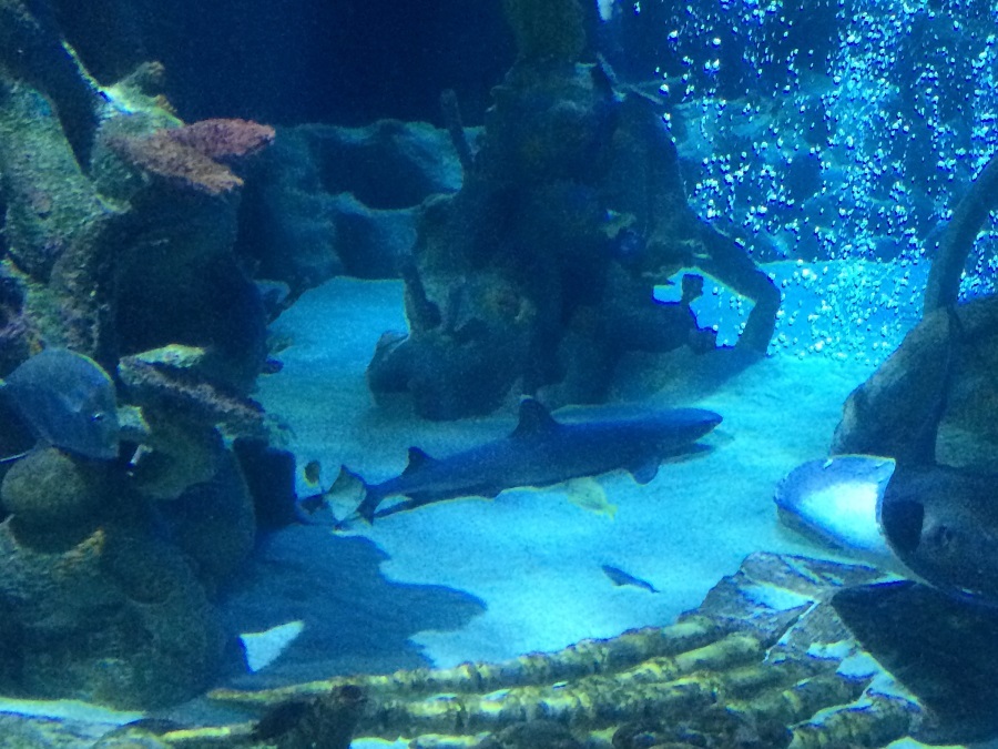 Shark Week: 5 places you can see sharks in Phoenix - ABC15 Arizona