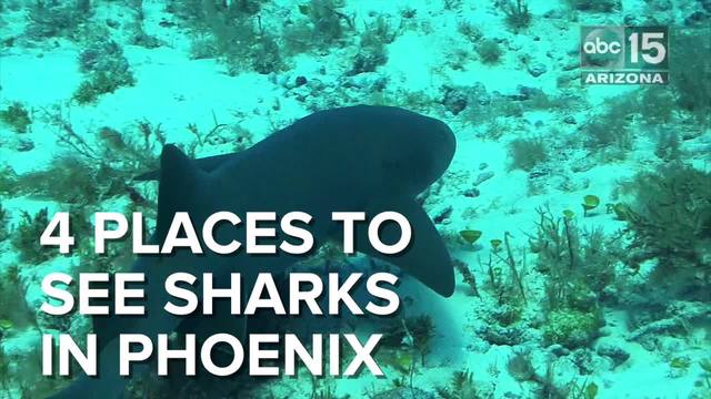 Shark Week: 5 places you can see sharks in Phoenix - ABC15 Arizona