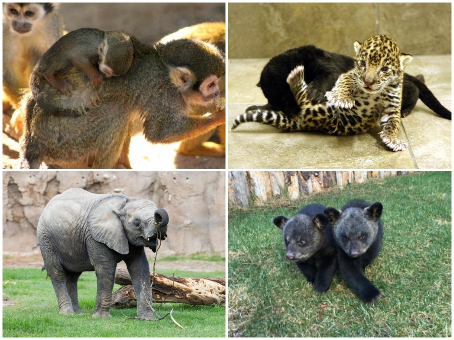 Aww! 15 baby animals to see at Arizona zoos right now - ABC15 Arizona