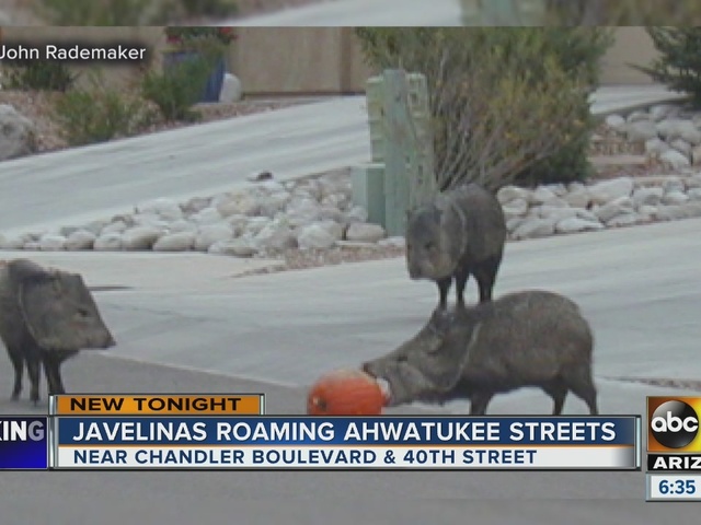Arizona Game and Fish: Javelinas attracted to pumpkins - ABC15 Arizona