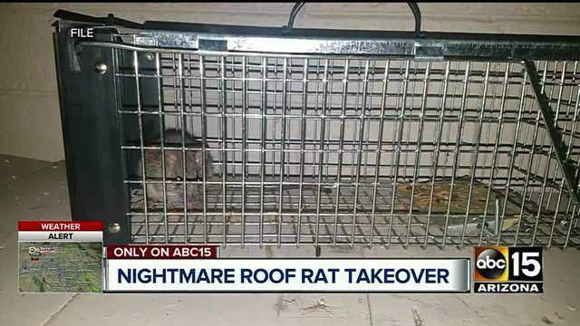 Woman says roof rats infestation forced her to move out of a senior ...