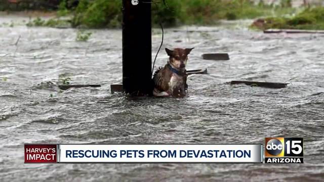 Animals rescued from homes in the aftermath of Hurricane Harvey - ABC15 ...