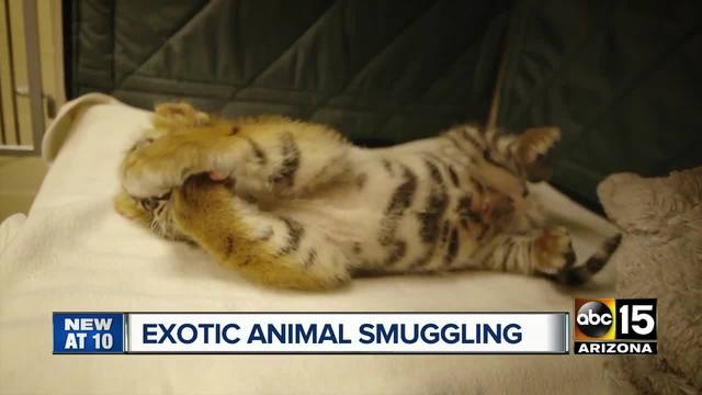 Exotic animal smuggling a growing problem - ABC15 Arizona