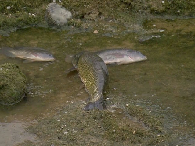Hundreds of dead fish found in Goodyear canal - ABC15 Arizona