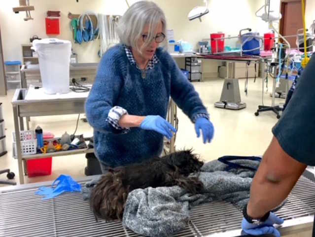 MCACC: Stray dog 'infested with maggots' now on the mend - ABC15 Arizona