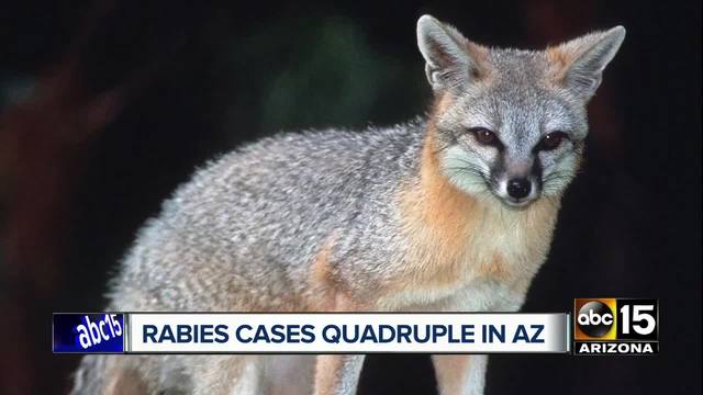 Gray fox rabies activity quadrupled in some Arizona counties - ABC15 ...