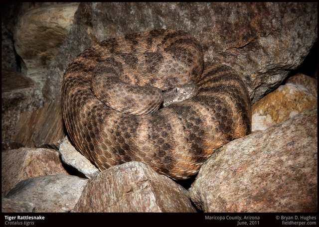 Snakes in Phoenix: Seven venomous snakes that are found in the Valley ...