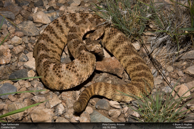 Snakes in Phoenix: Seven venomous snakes that are found in the Valley ...