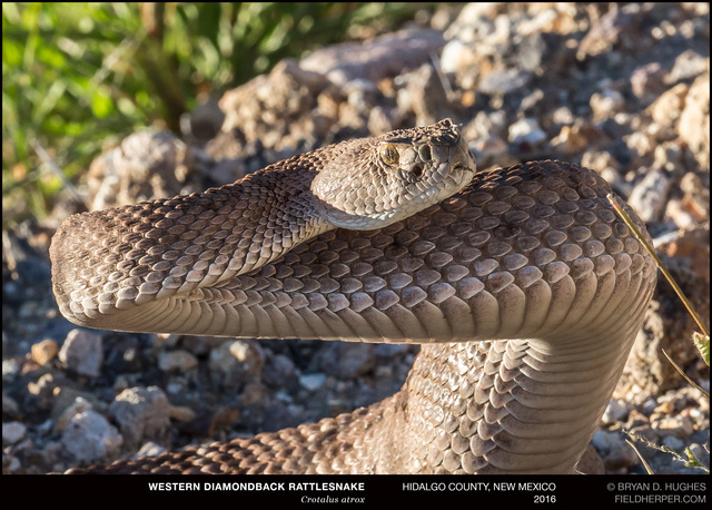Snakes in Phoenix: Seven venomous snakes that are found in the Valley ...