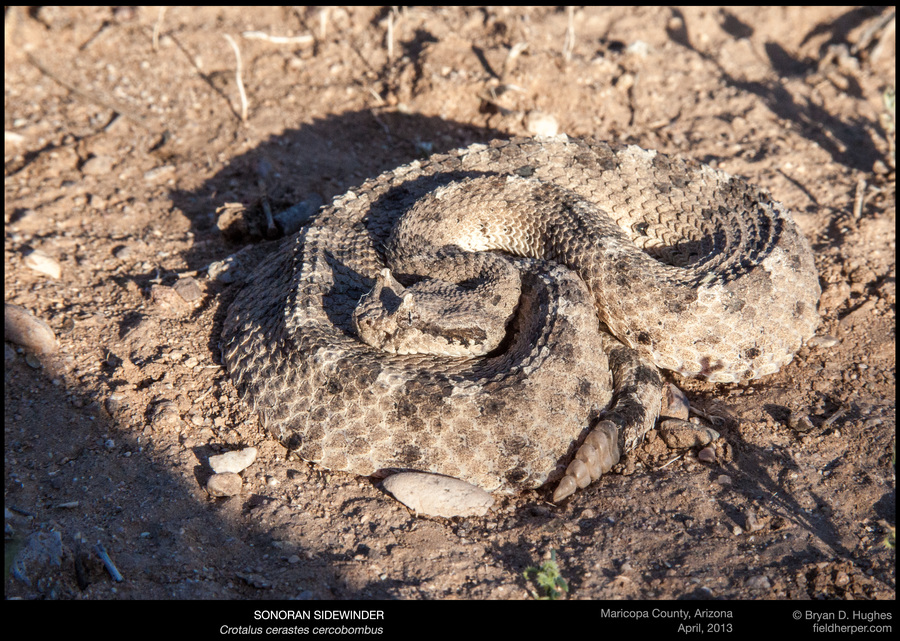 Snakes in Phoenix: Seven venomous snakes that are found in the Valley ...
