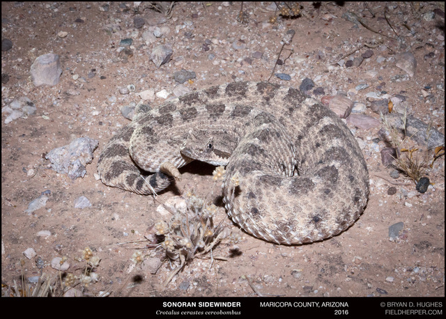 Snakes in Phoenix: Seven venomous snakes that are found in the Valley ...