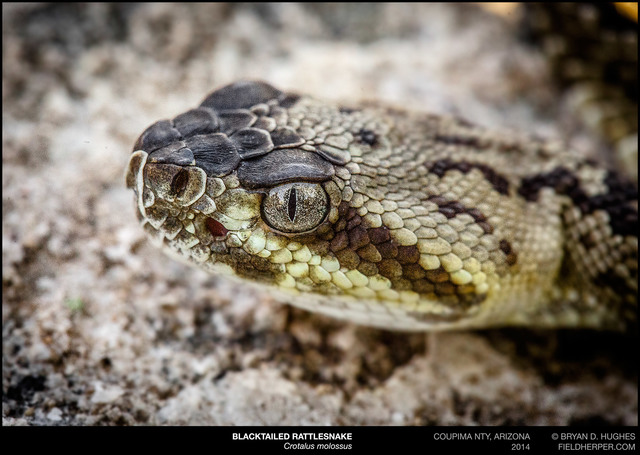 Snakes in Phoenix: Seven venomous snakes that are found in the Valley ...