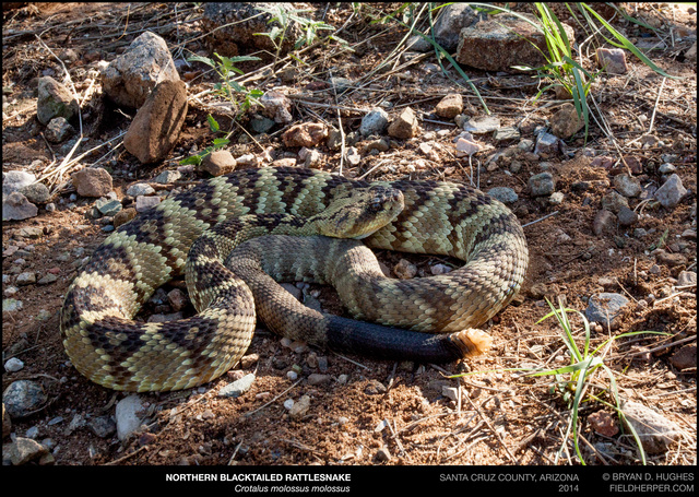 Snakes in Phoenix: Seven venomous snakes that are found in the Valley ...