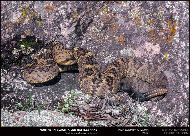 Snakes in Phoenix: Seven venomous snakes that are found in the Valley ...