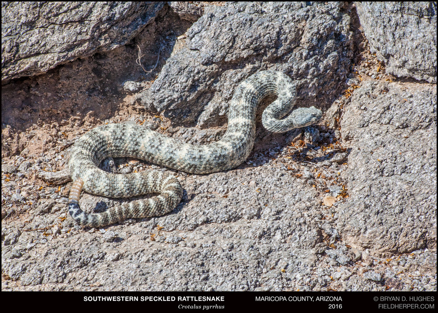 Snakes in Phoenix: Seven venomous snakes that are found in the Valley ...
