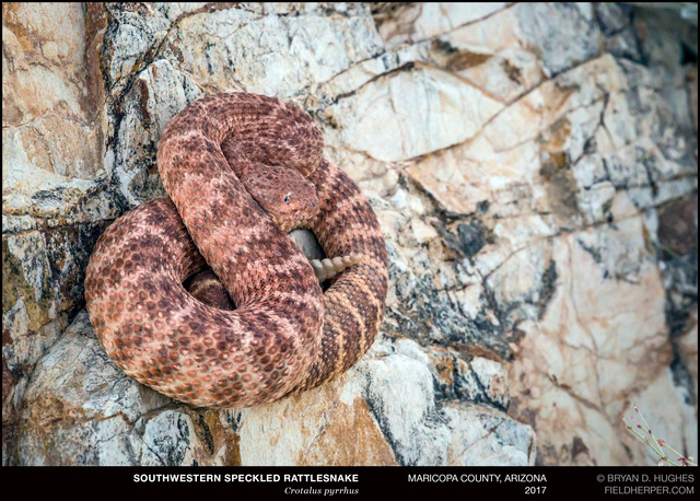 Snakes in Phoenix: Seven venomous snakes that are found in the Valley ...