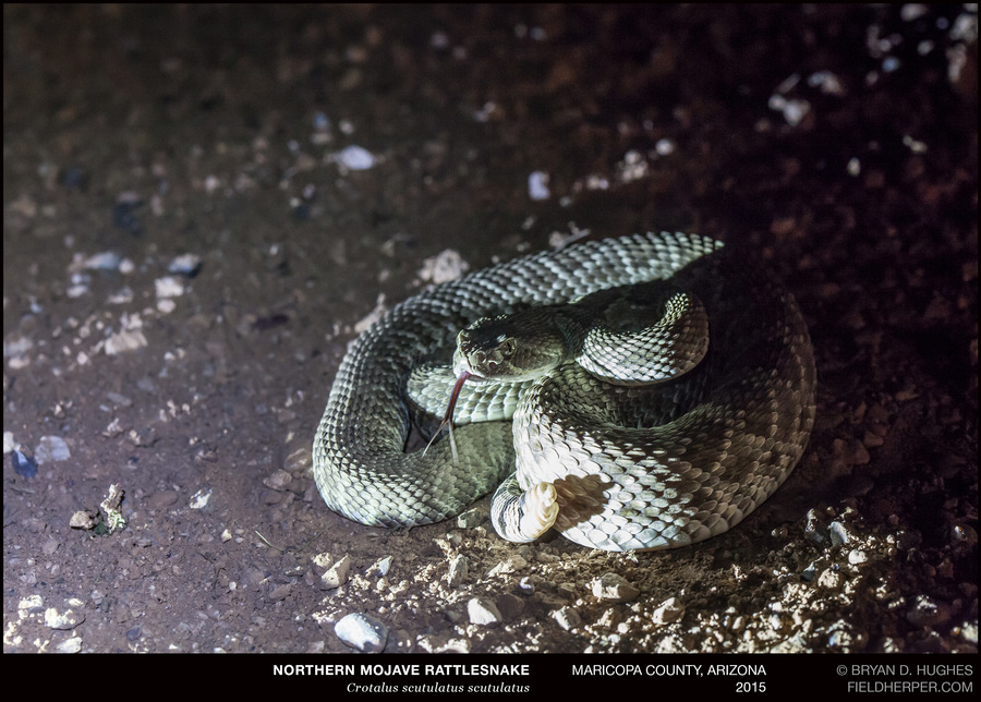 Snakes in Phoenix: Seven venomous snakes that are found in the Valley ...