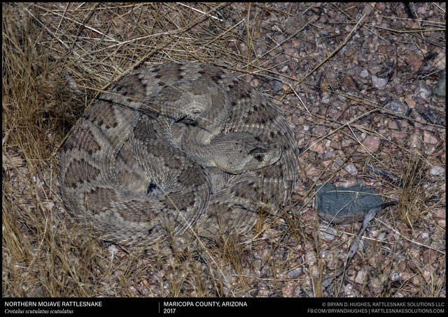 Snakes in Phoenix: Seven venomous snakes that are found in the Valley ...