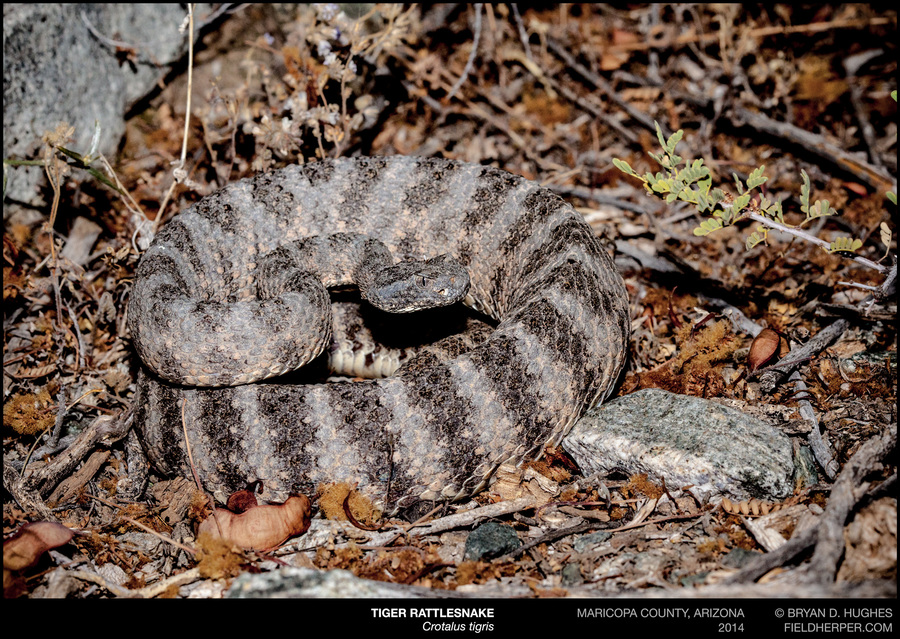 Snakes in Phoenix: Seven venomous snakes that are found in the Valley ...