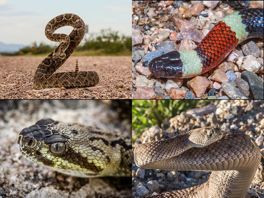 Snakes in Phoenix: Seven venomous snakes that are found in the Valley ...