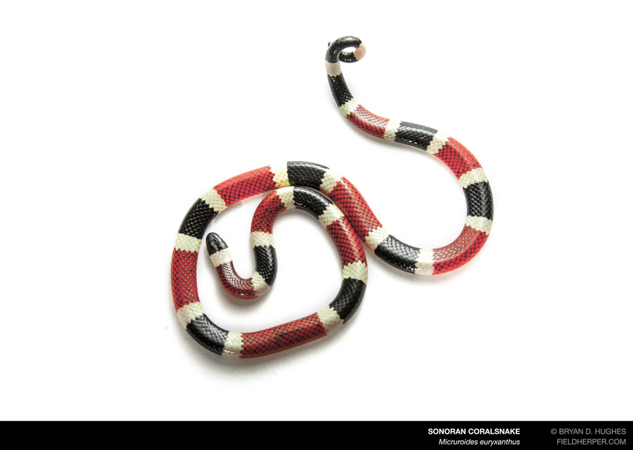 Snakes in Phoenix: Seven venomous snakes that are found in the Valley ...