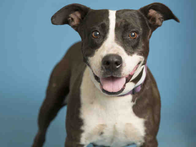 Adoptable pets from Arizona Humane Society and Maricopa County Animal ...