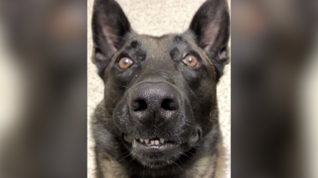FUNNY! Staring contest with Jester the Police K9 - ABC15 Arizona