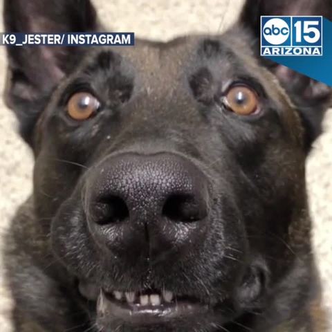 FUNNY! Staring contest with Jester the Police K9 - ABC15 Arizona
