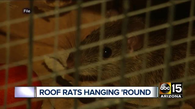 Roof rats wreak havoc around Valley: Exterminator tips to get rid of ...