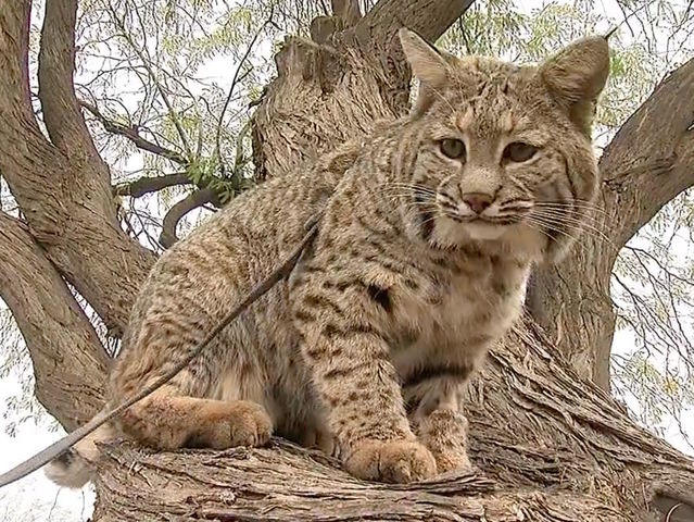 Wildlife's bobcat ambassador in need of funds for new home - ABC15 Arizona