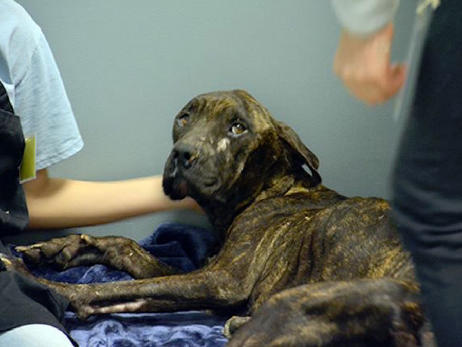 MCACC: Emaciated dog brought to shelter, may be placed into foster care ...