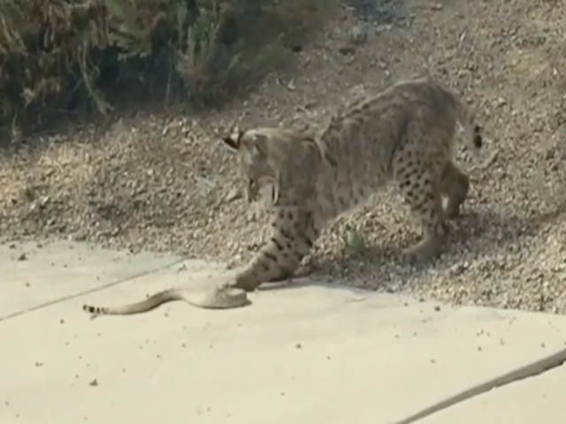 Bobcat, snake face off in Scottsdale, Arizona (VIDEO) - ABC15 Arizona
