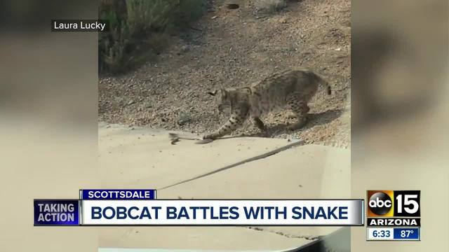 Bobcat, snake face off in Scottsdale, Arizona (VIDEO) - ABC15 Arizona