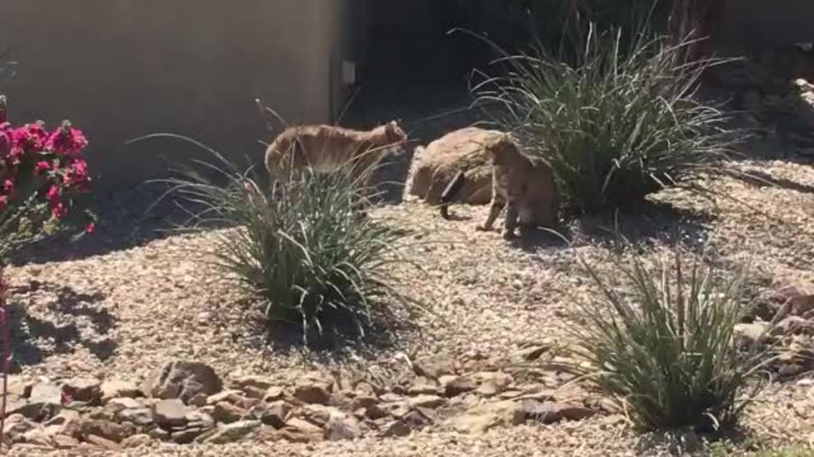 Scottsdale bobcat fight captured by viewer (VIDEO) - ABC15 Arizona