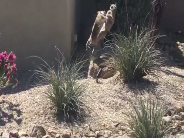 Scottsdale bobcat fight captured by viewer (VIDEO) - ABC15 Arizona