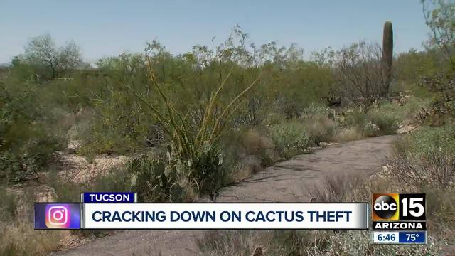 Microchips helping to prevent cactus poaching in Arizona national parks ...