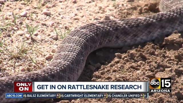 Tracking Valley snakes: Researchers need public's help tracking ...