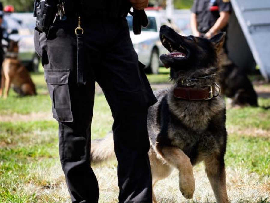 The training behind becoming a police K9 unit - ABC15 Arizona
