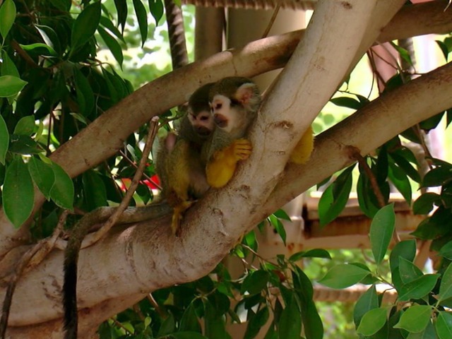 See how the Phoenix Zoo keeps its animals cool during Arizona's summer ...