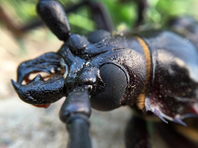 MONSOON BUGS! 8 things you want to know about Palo Verde Beetles ...
