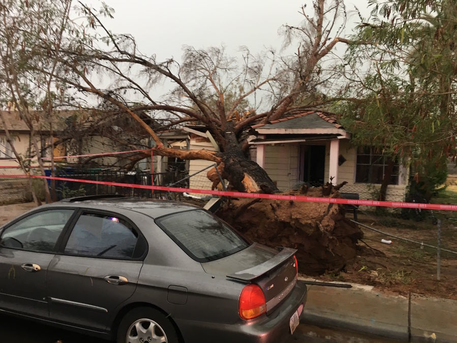 Tree collapses on Mesa home, crews rescue woman inside - ABC15 Arizona