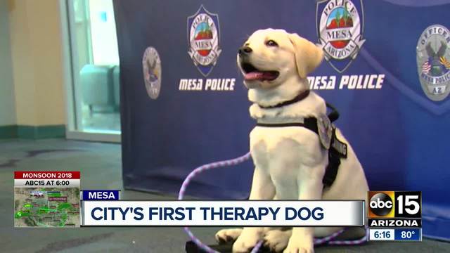 Mesa police launches therapy canine program - ABC15 Arizona