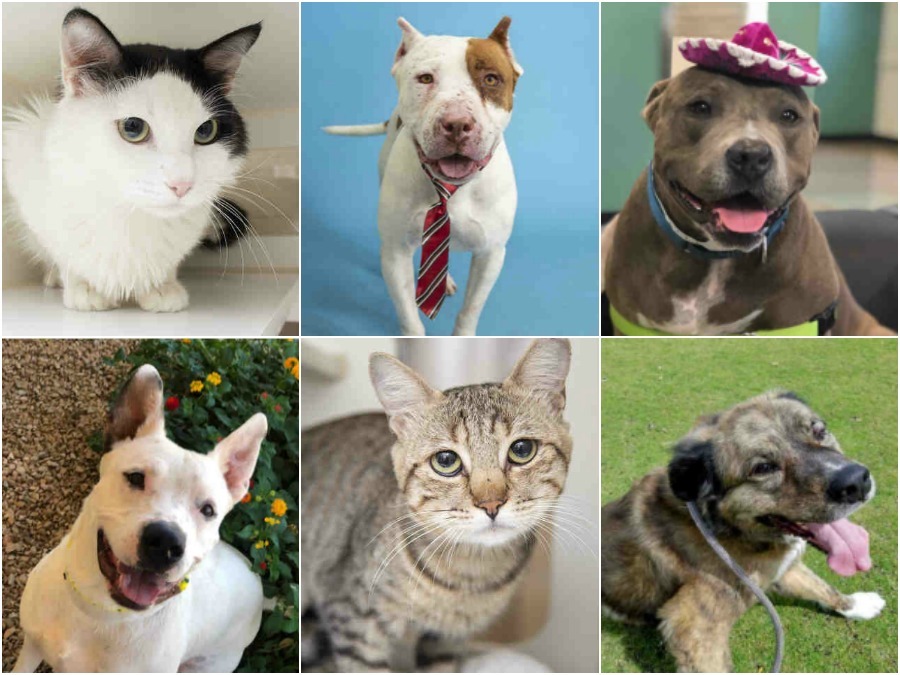 Adoptable pets from Arizona Humane Society and Maricopa County Animal ...